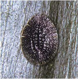 Coccidae | Scale Insects